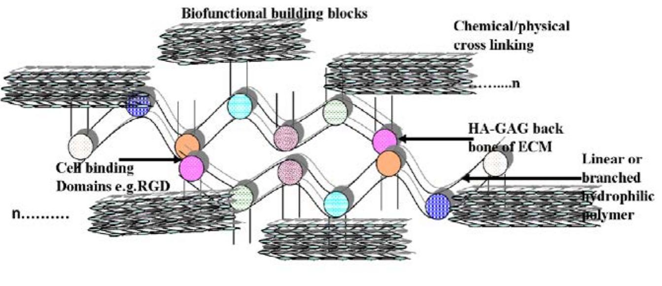 Schematic plan showing hyaluronan-gag-core protein