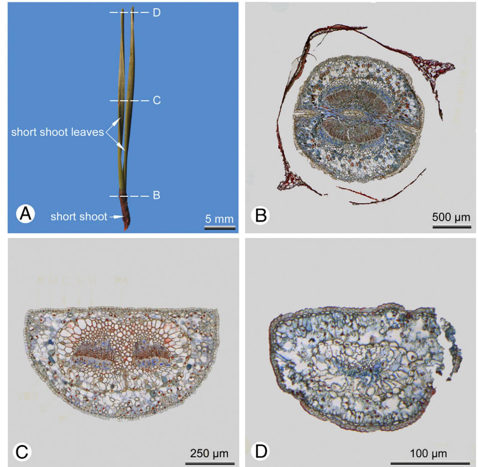 Pinus sylvestris, short shoot leaves; (a) short shoot with