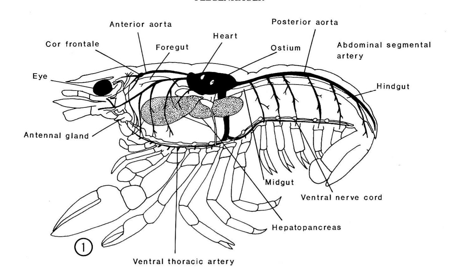 Schematic drawing of internal anatomical features of a