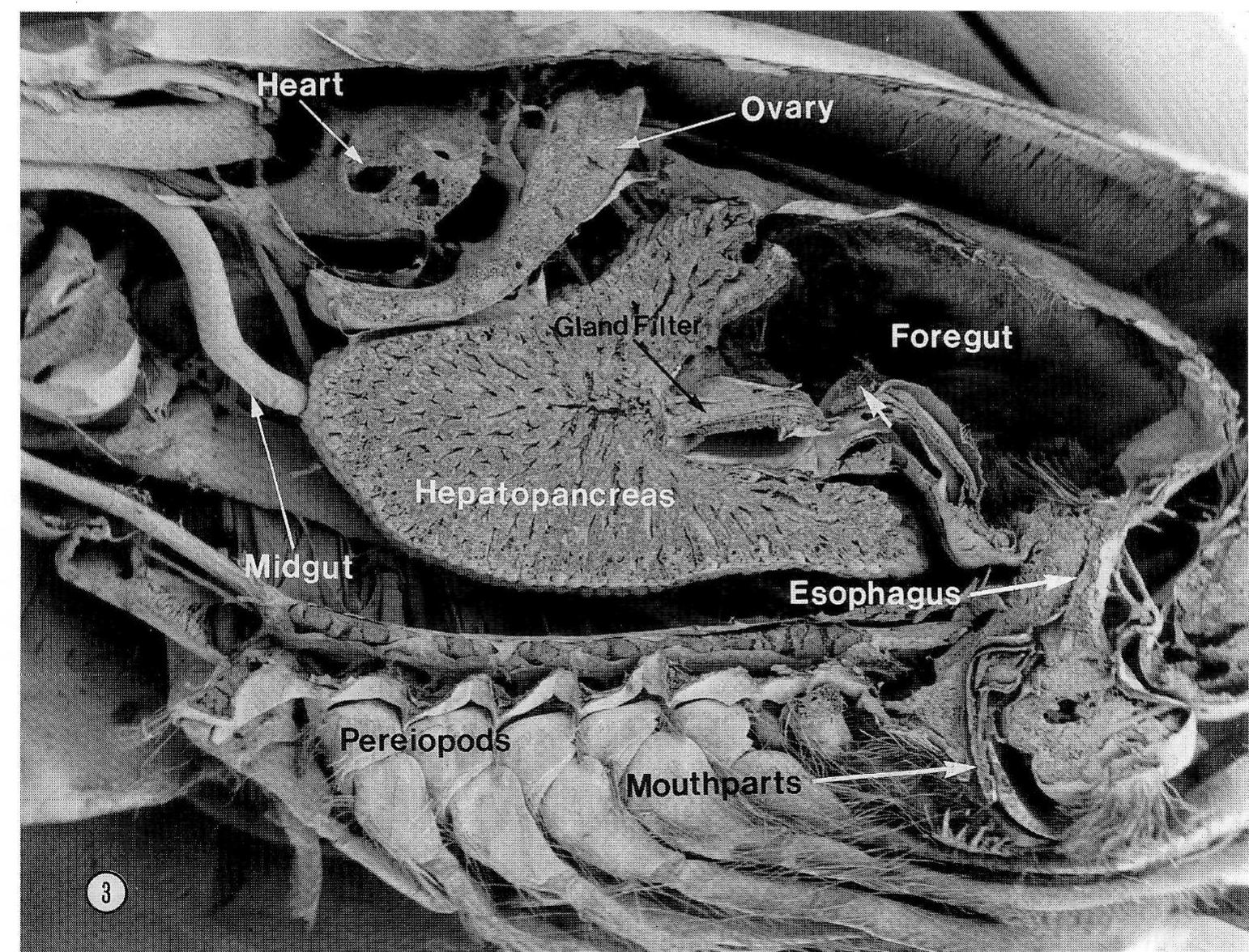 Internal anatomy of the cephalothorax region (sagittal