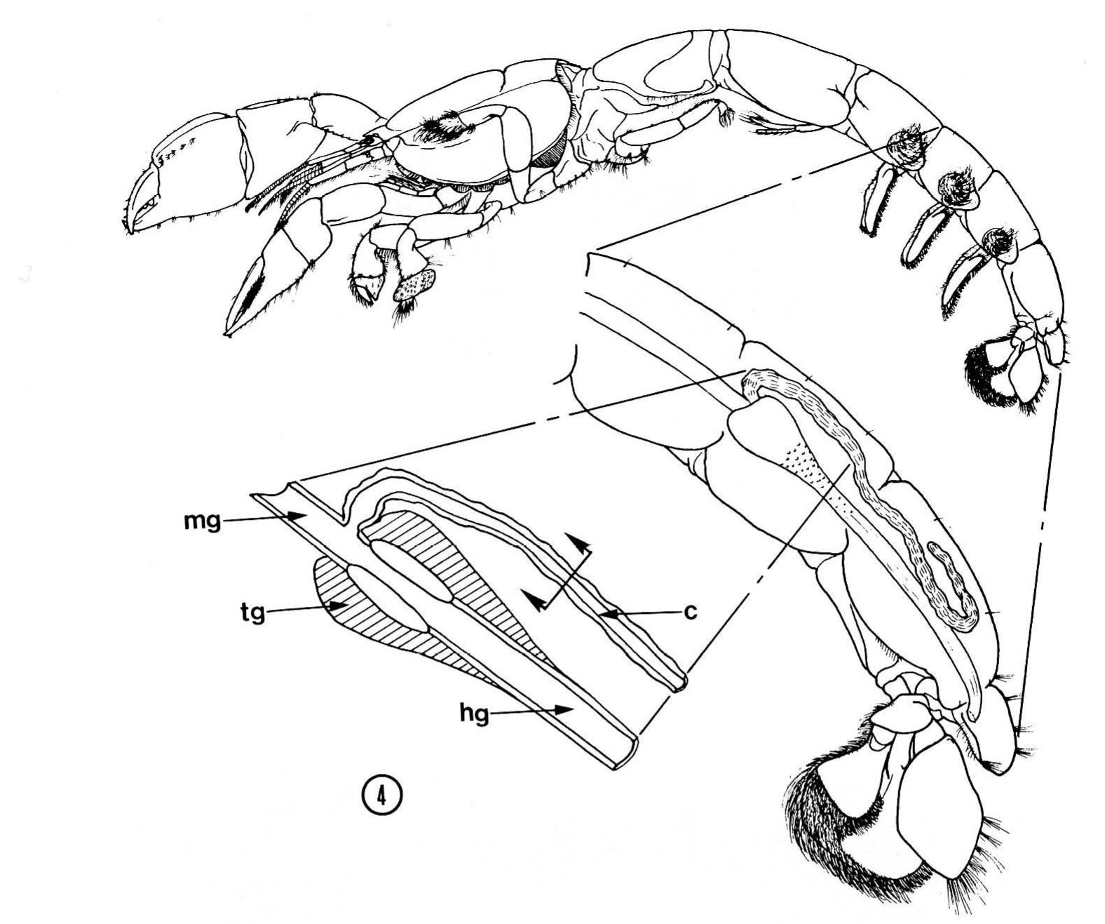Schematic drawing of the gross anatomical features of the