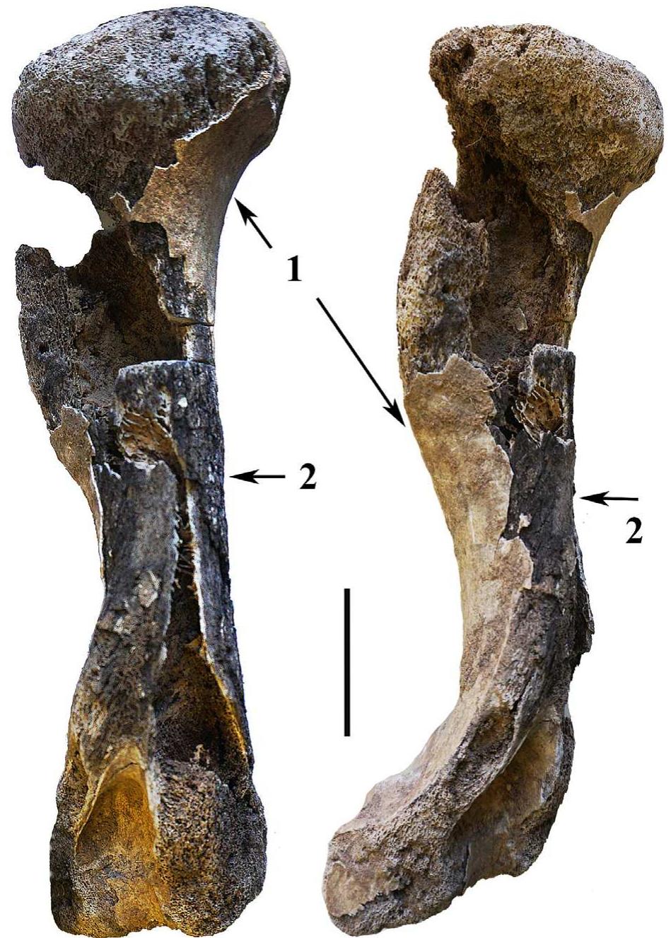 Humerus of a horse from the burial ts—255 gnezdovo,