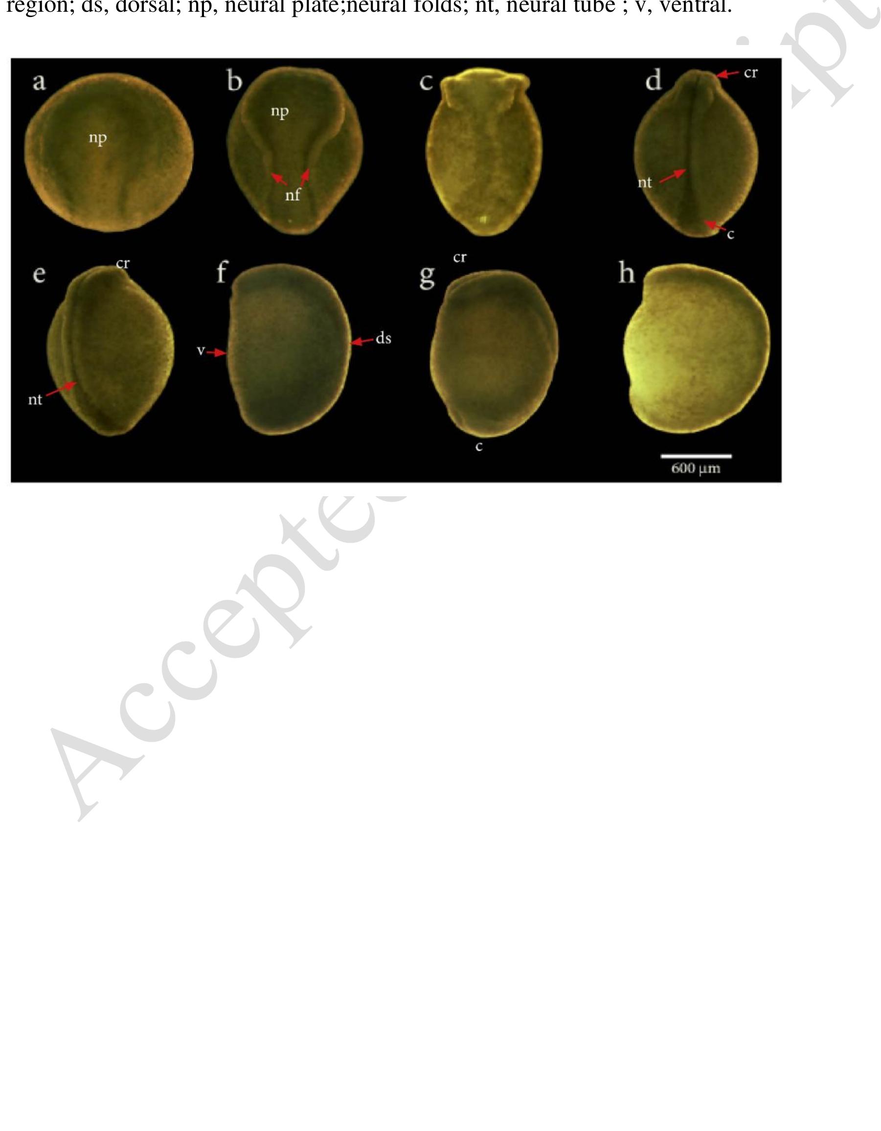 Ii, lateral view (stage 18), h). late neurula ii, lateral