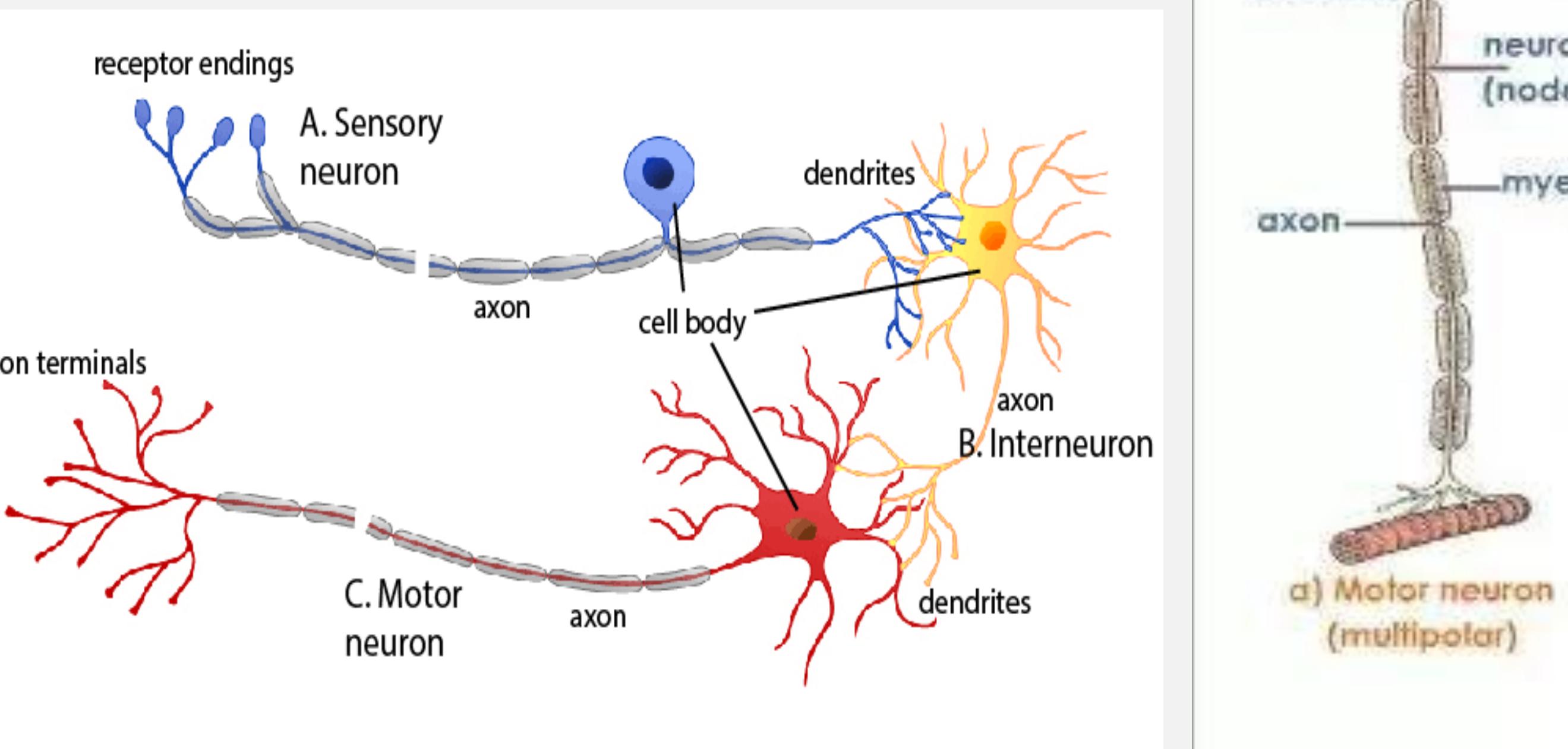 Figure 4 - Conduction of Nerve Impulse