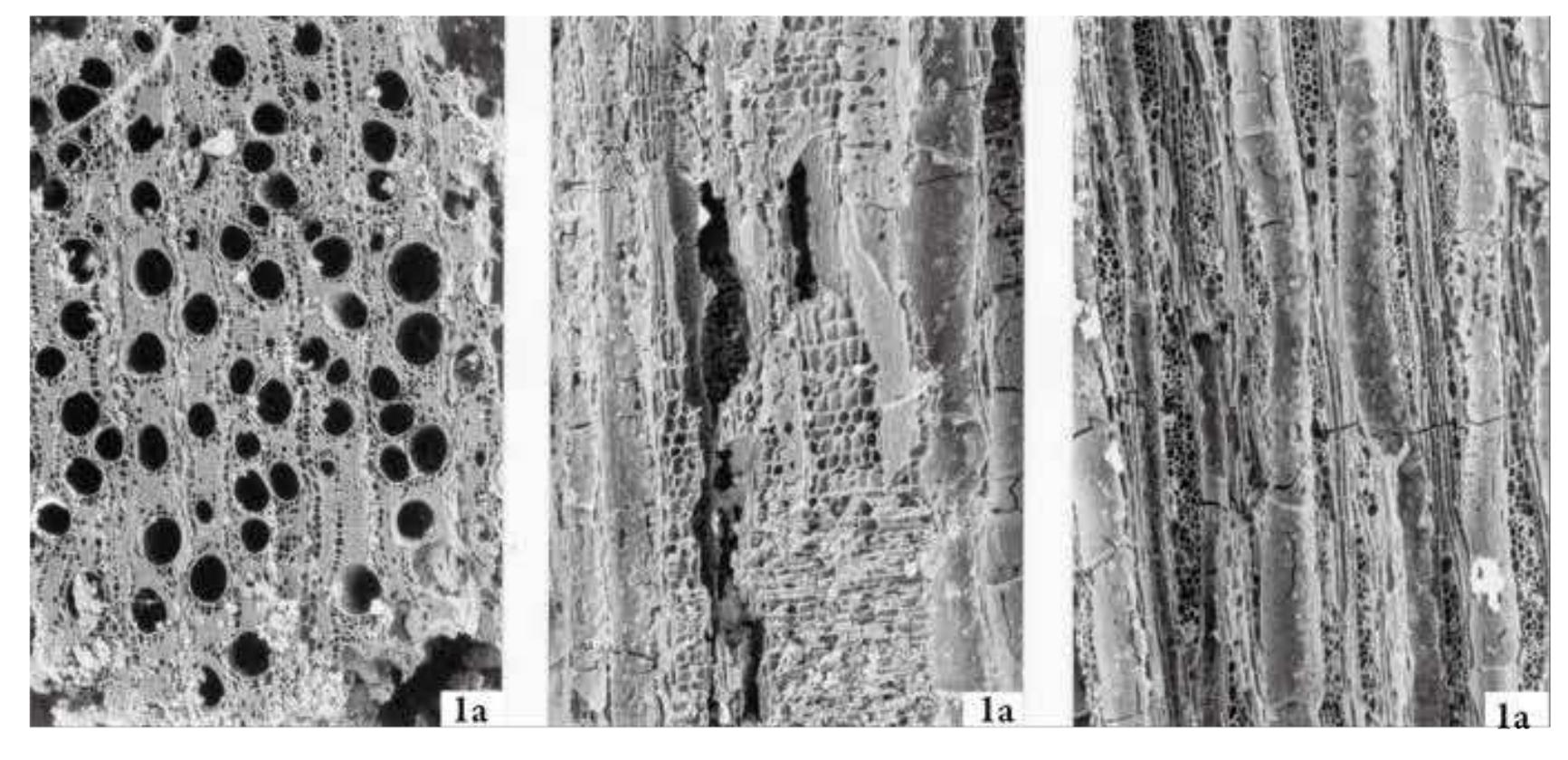 A: cross section, b: radial section, c: tangential section
