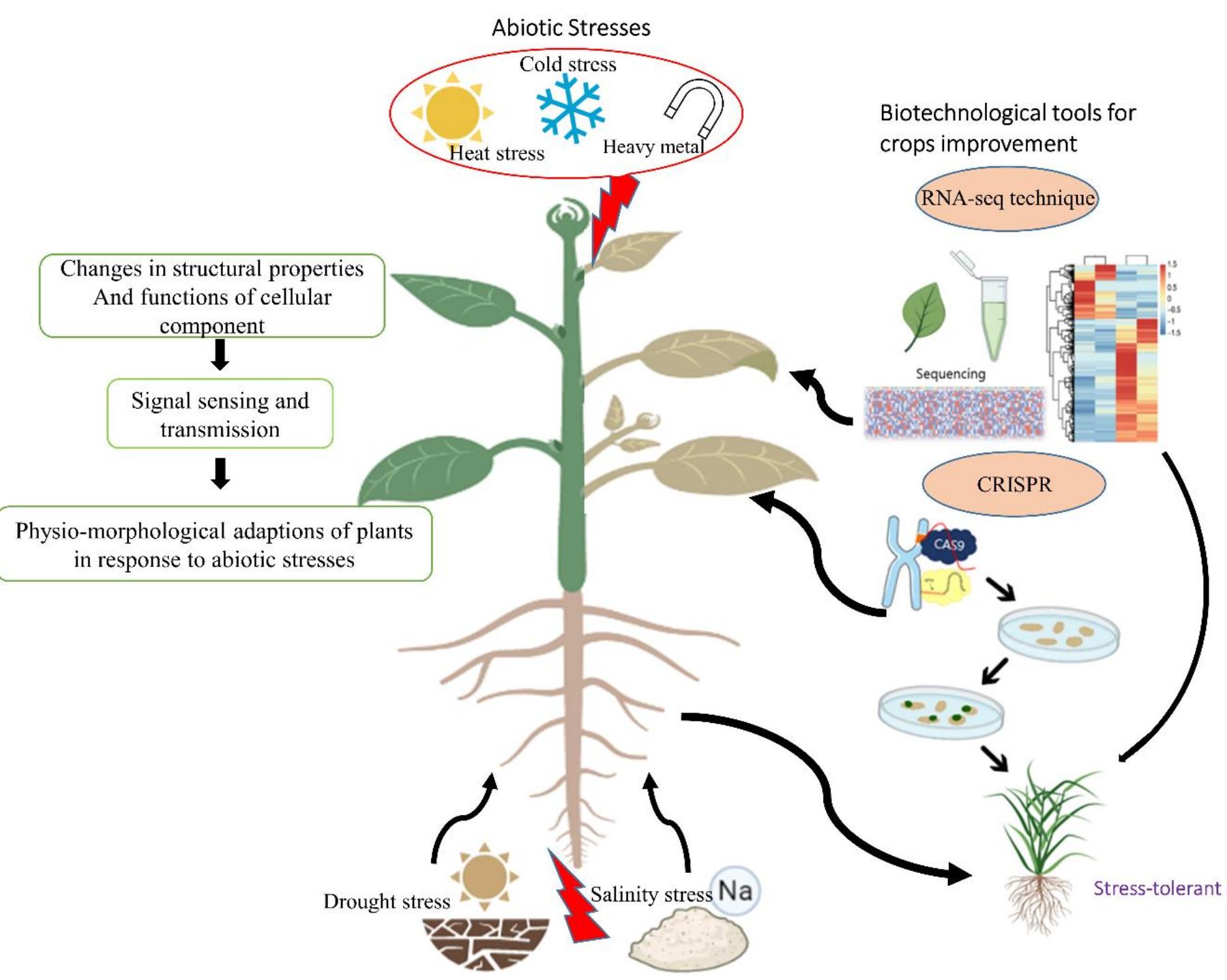 Schematic presentation of major abiotic stresses and
