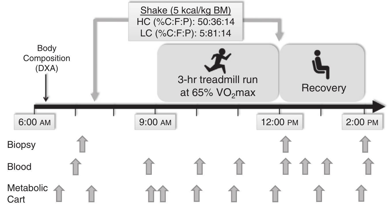 Figure 1 - from Metabolic characteristics of keto-adapted