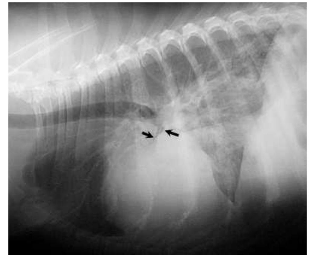 Fic. 7. lateral thoracic radiograph of a labrador dog with