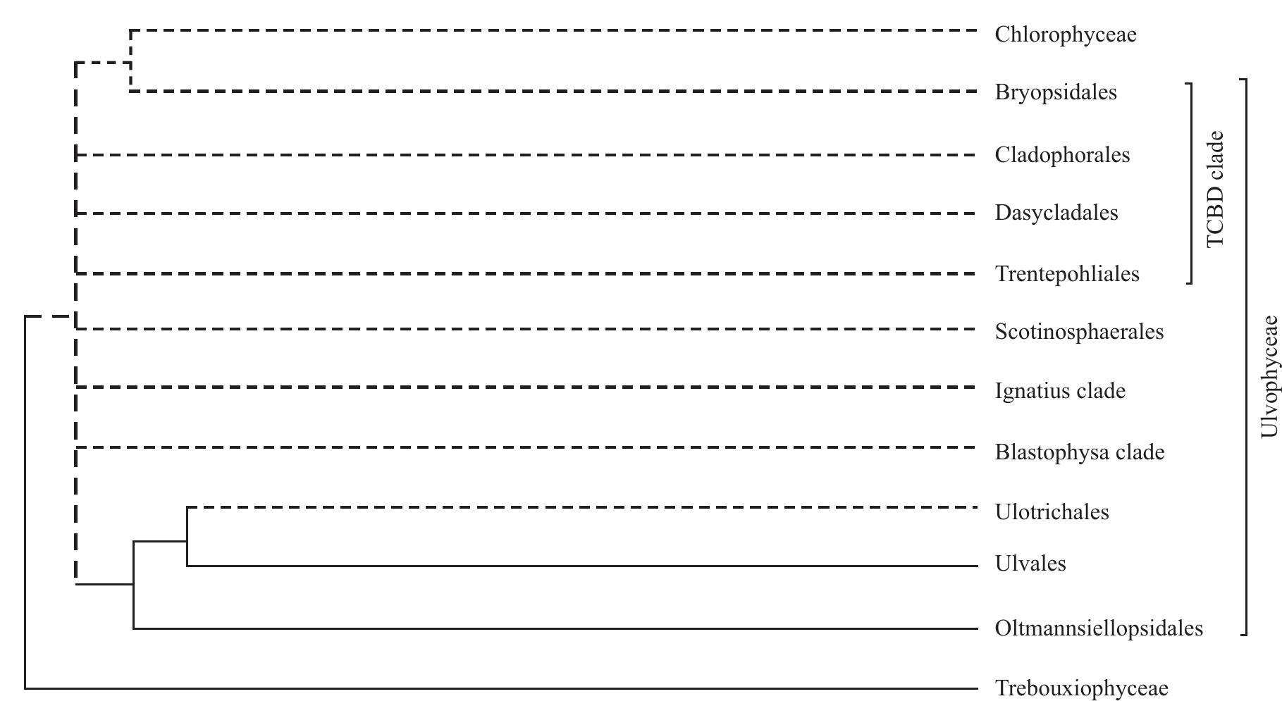 (PDF) Evolution of the Chlorophyta: Insights from chloroplast ...