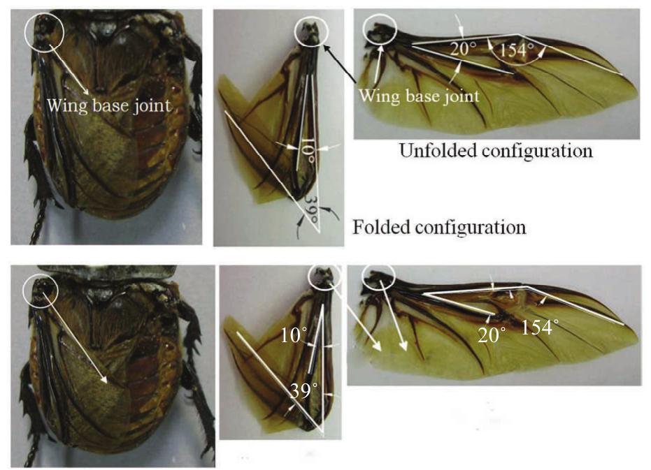 Folded and unfolded configurations of a typical hind wing.