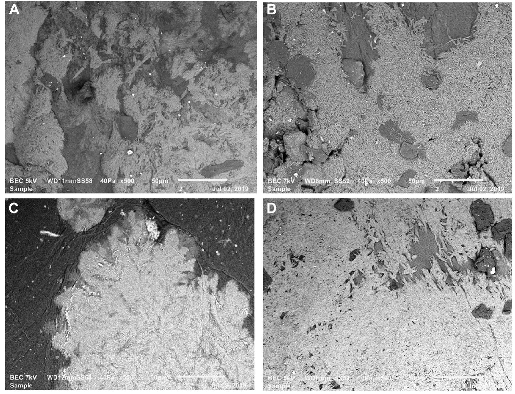 Sem images of purified kombucha cellulose samples a, b, c