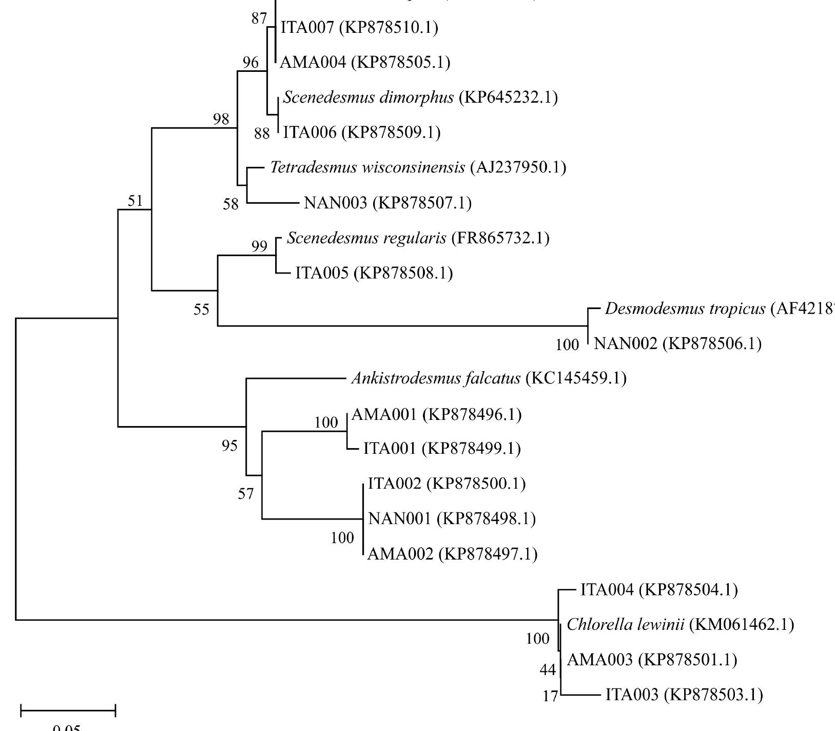 Unrooted phylogenetic tree of isolated microalgae strains