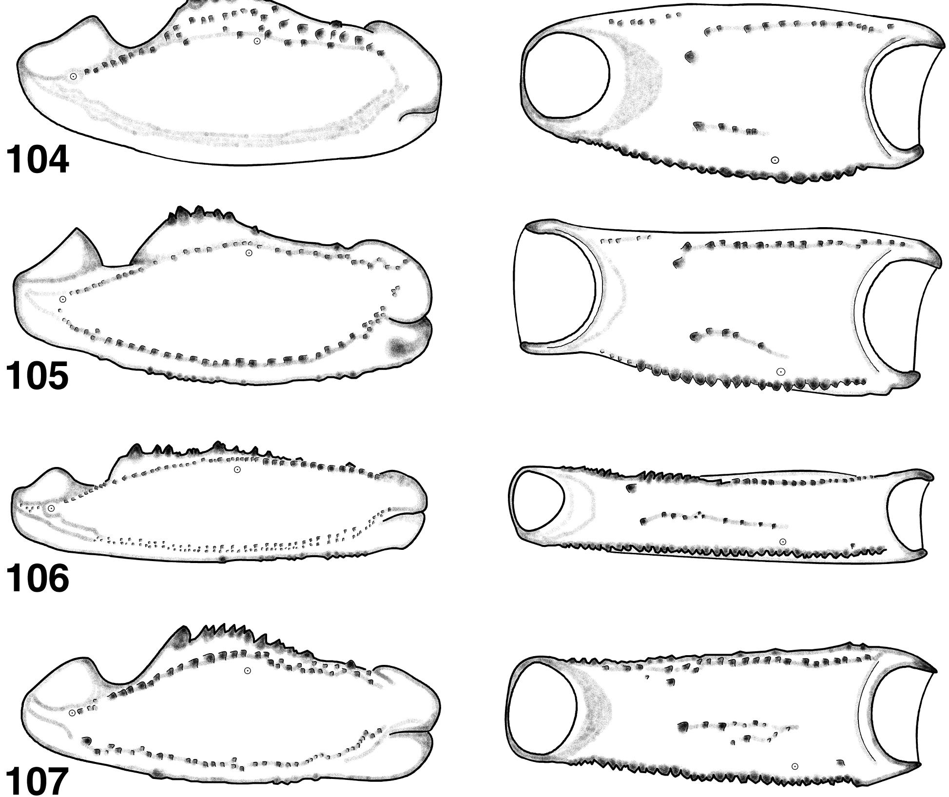 S 104-107: pedipalp patella showing dorsal and internal