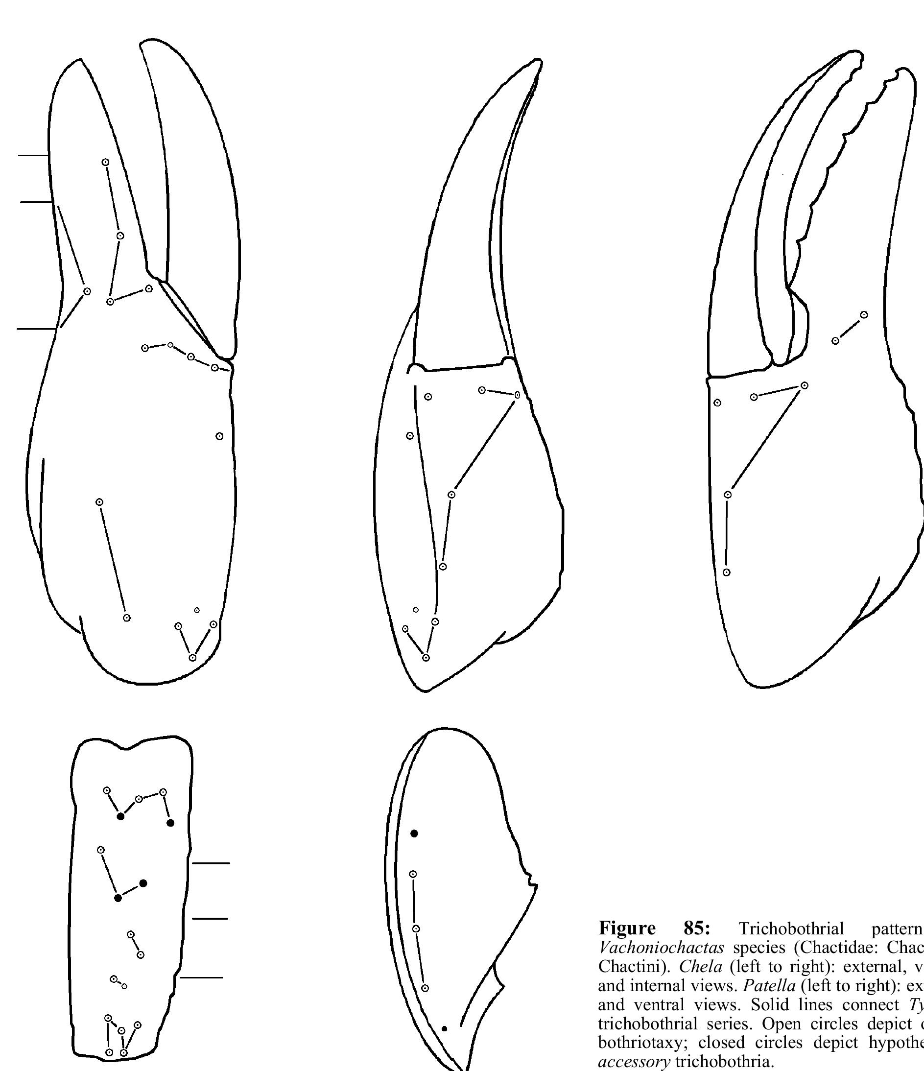 The palm, adjacent to the articular membrane; v;—v,-v;