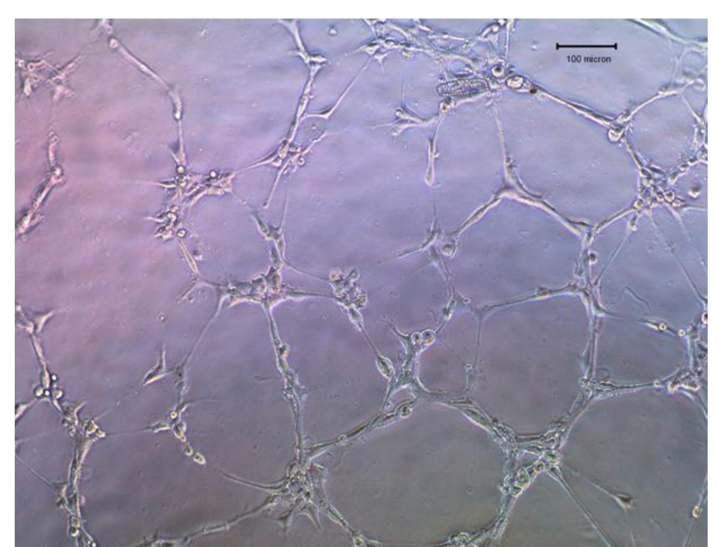 Acknowledgments the protocol was established based on