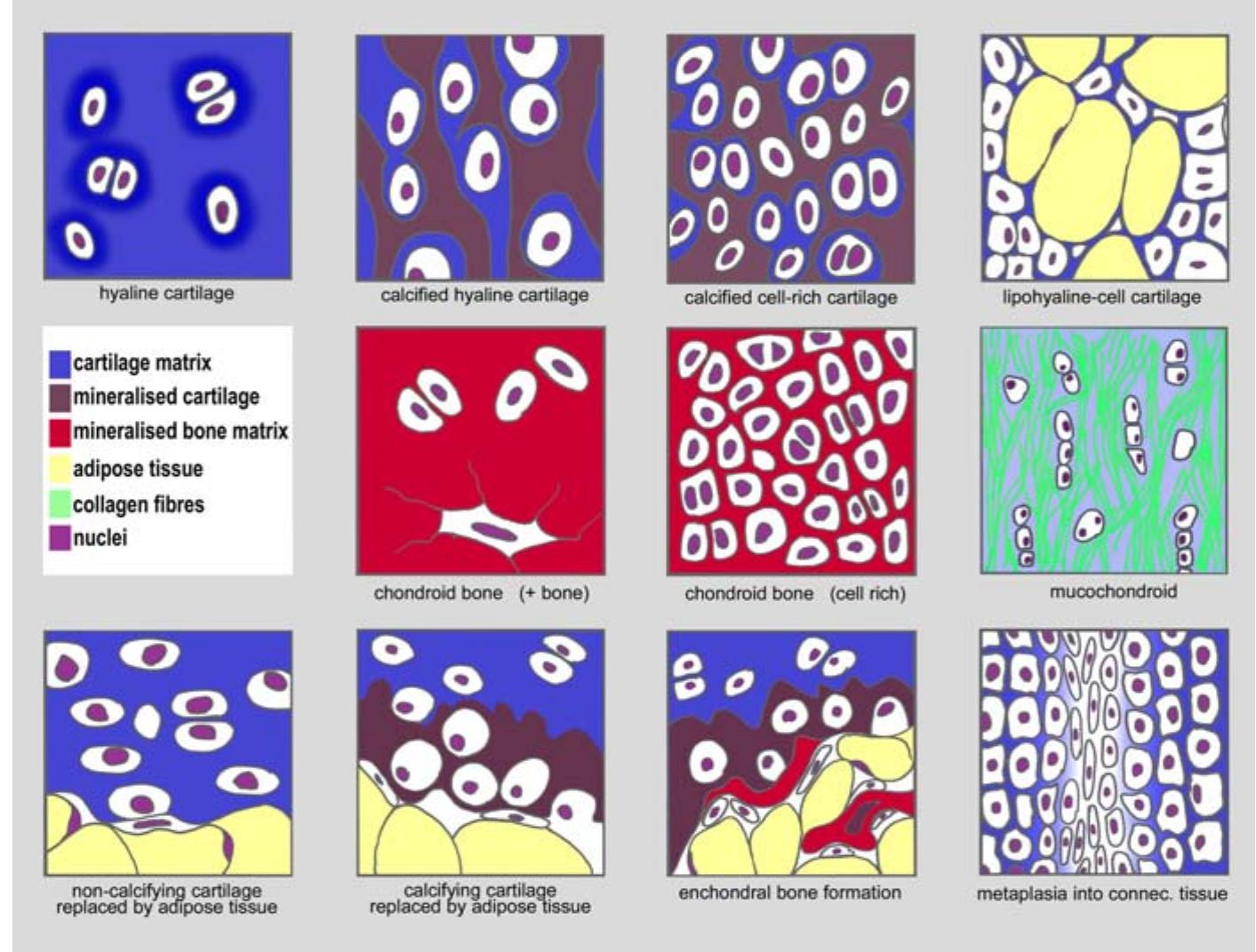 Hyaline cartilage and different types of tissues that are