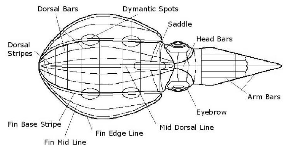 The most common components of squid skin displays and their