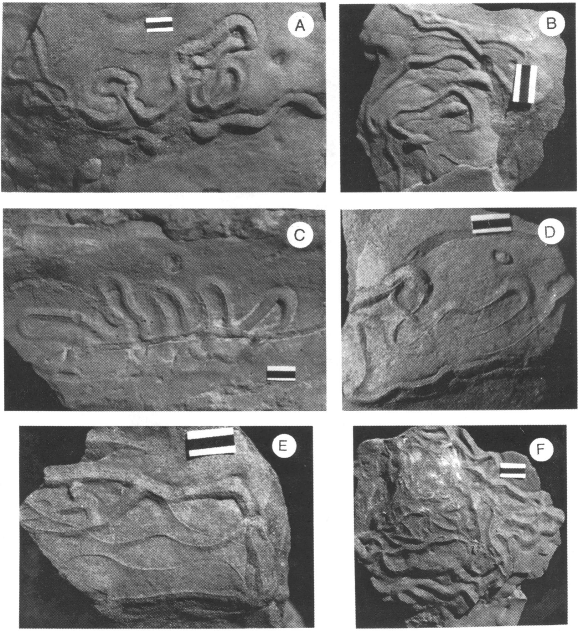 Psammichnites implexus. a. specimen displaying meandering