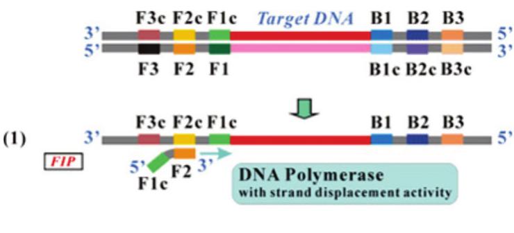 Step-2 strand displacement activity, displacing and