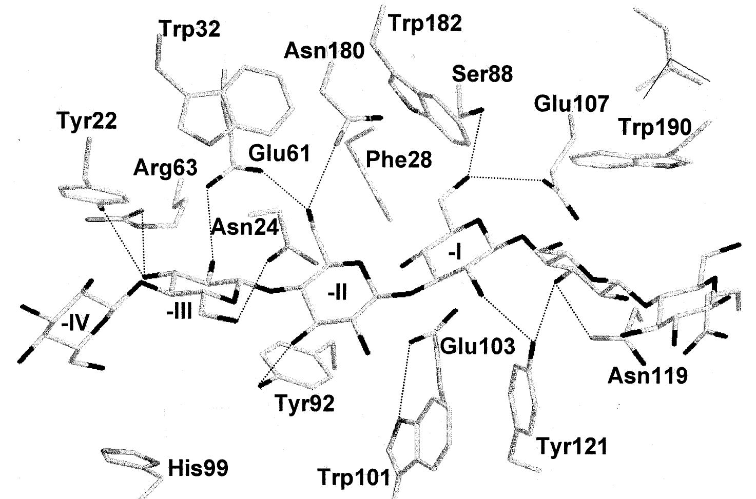 Structure of the enzyme-substrate complex model, where the