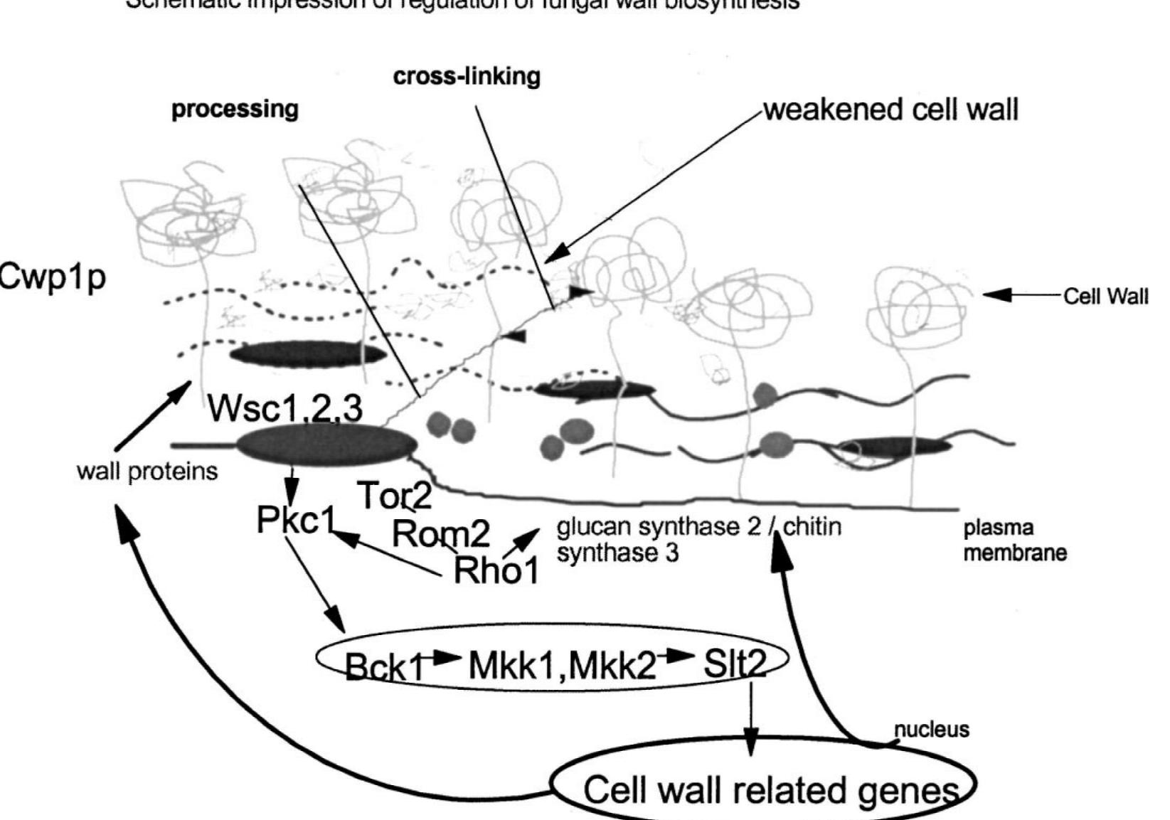 Cell wall compensation mechanism induced by wall weakening
