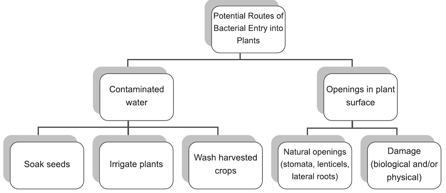 Outline of the major potential routes of entry for bacteria