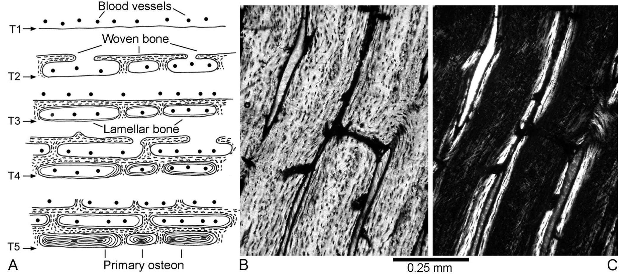 2. laminar fibrolamellar bone tissue and its formation. (a)
