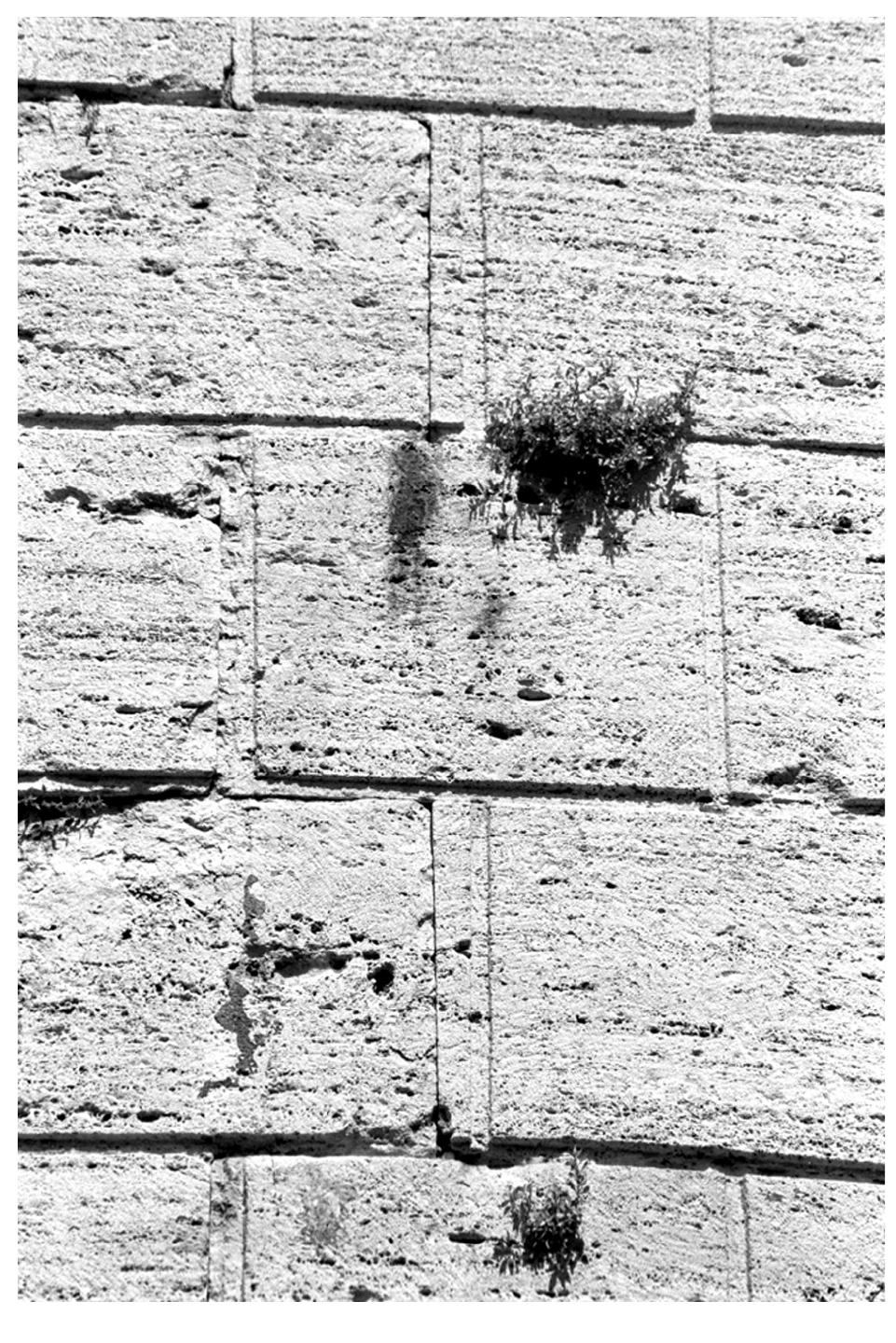 Figure 25 - The tomb of Caecilia Metella: tumulus, tropaeum