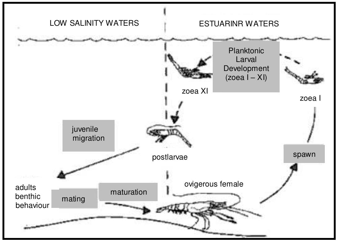 2 illustration of the life-cycle of giant freshwater prawn,