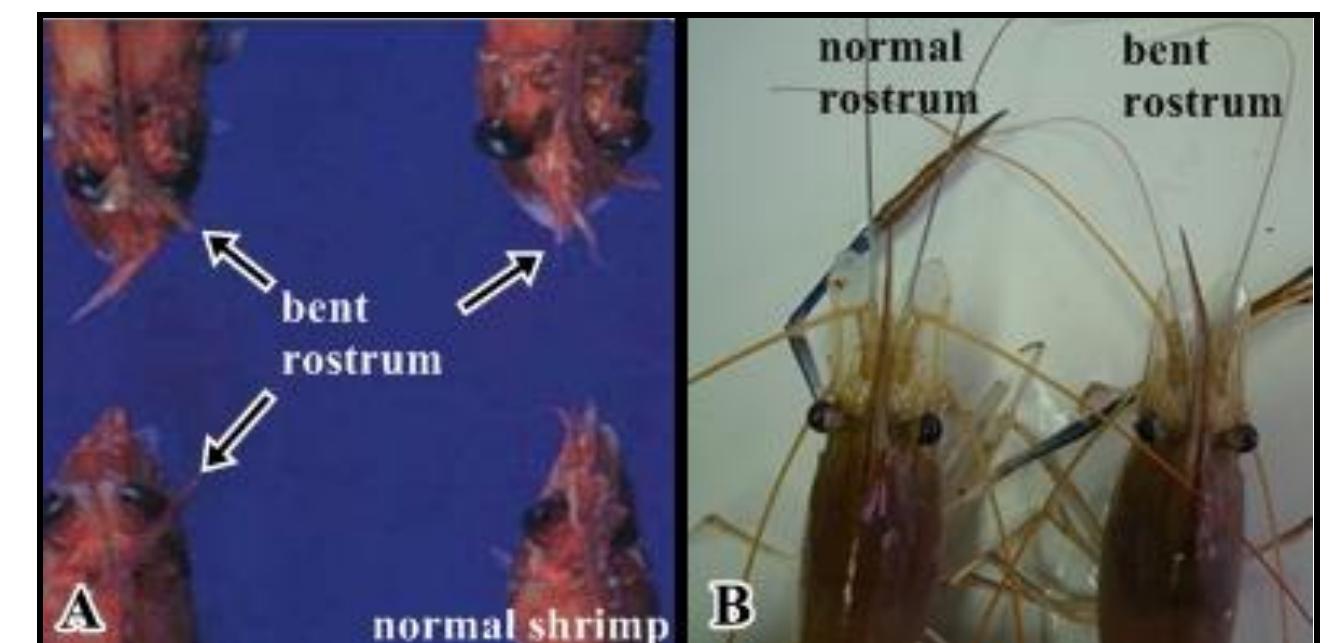 Re 4.7 deformity of rostrum. dorsal view of (a) reference