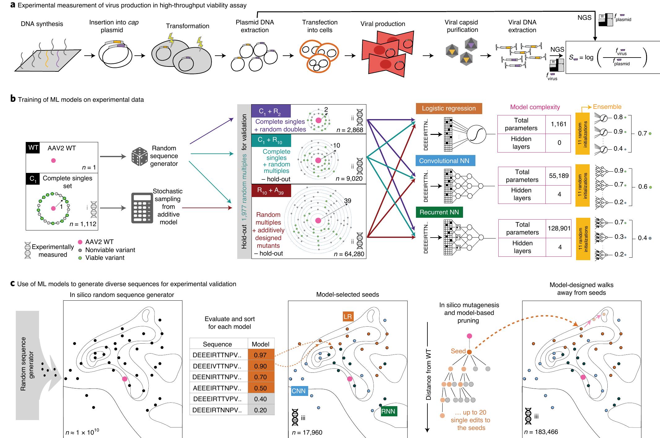| generation of diverse sequence variants guided by ml
