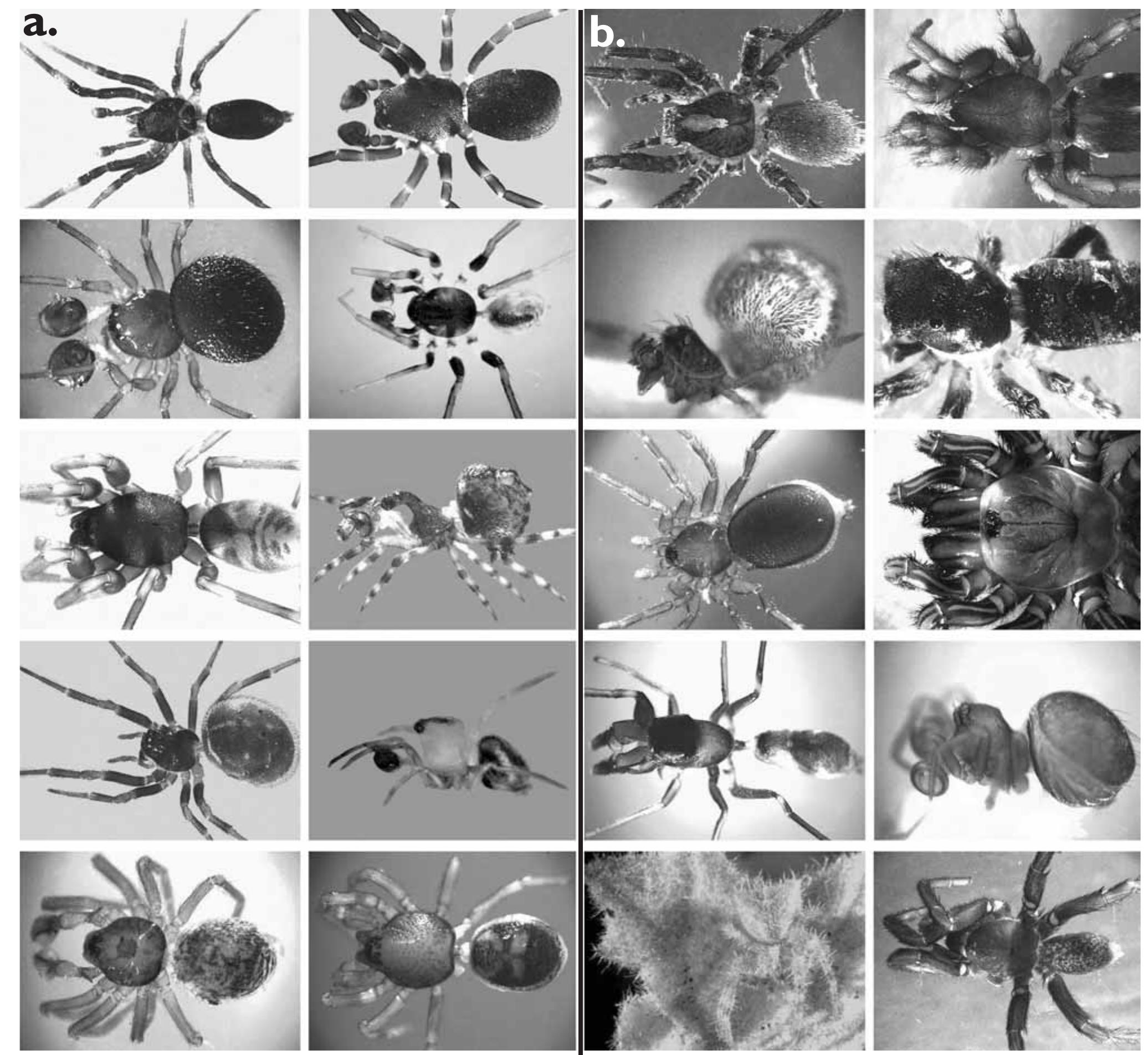 La. the northern jarrah forest contains a diverse and highly