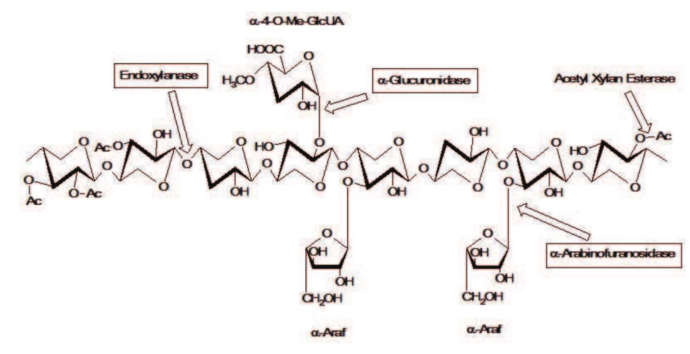 |. structure of xylan and the xylanolytic enzymes involved