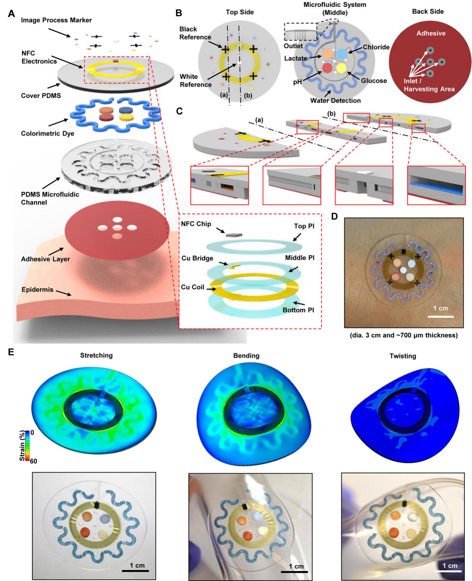 Schematic illustrations, optical images, and theoretical
