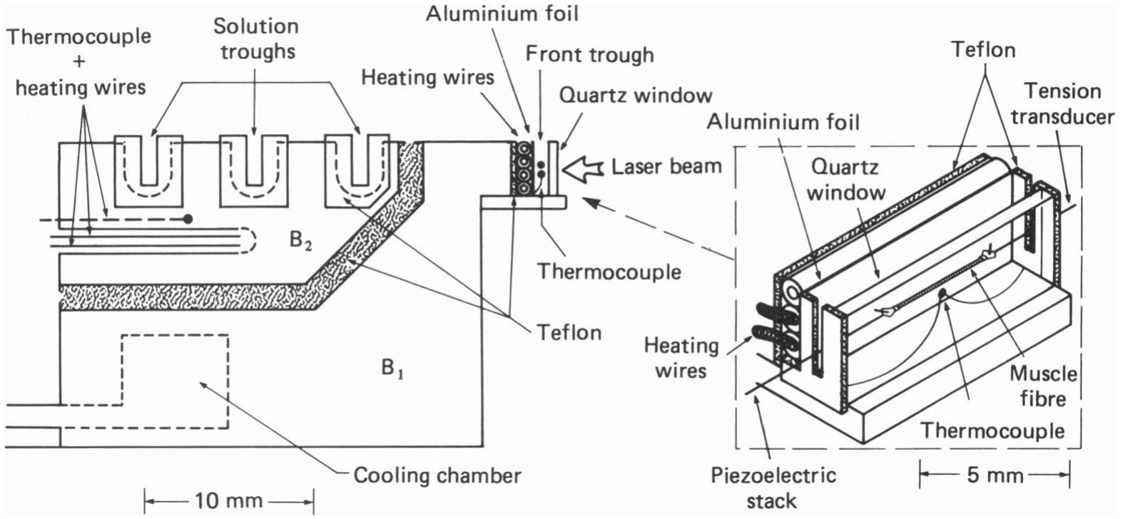 Schematic diagram of the muscle-fibre trough assembly. it