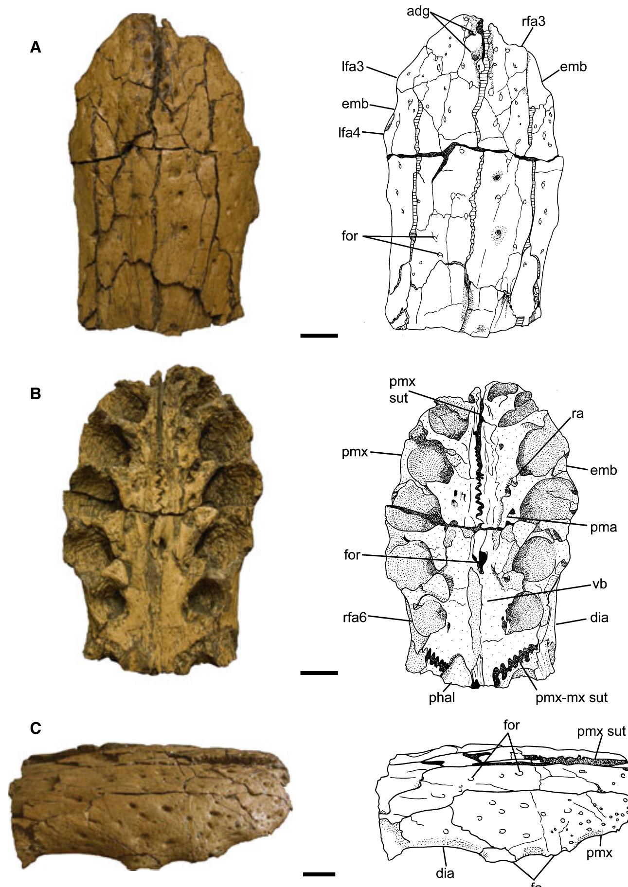 Maxillary functional alveolus, the vomers expand (fig. 6b).