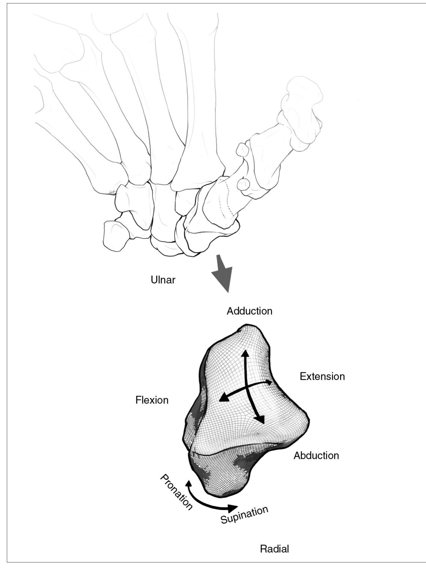 Topography of the distal trapezial joint surface, redrawn