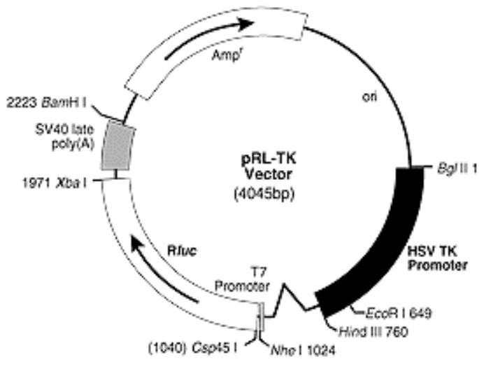 Circle map of the prl-tk vector. additional description: