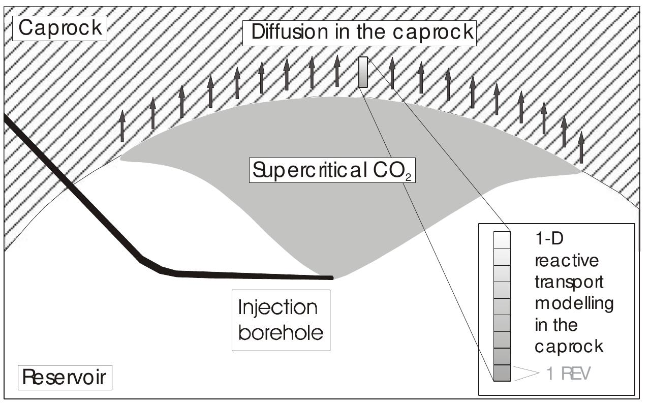 Conceptual model of dissolved coz diffusion and reactivity