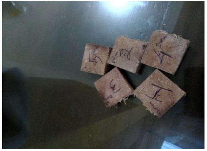 Test specimen of durian timber the results of the termite