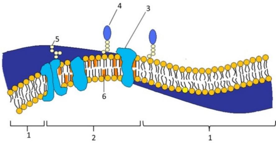 Components of a lipid raft. (1) non raft membrane, (2) lipid