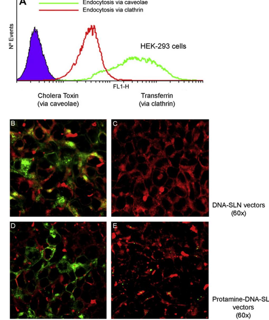 Figure 5 - Understanding the mechanism of protamine in solid