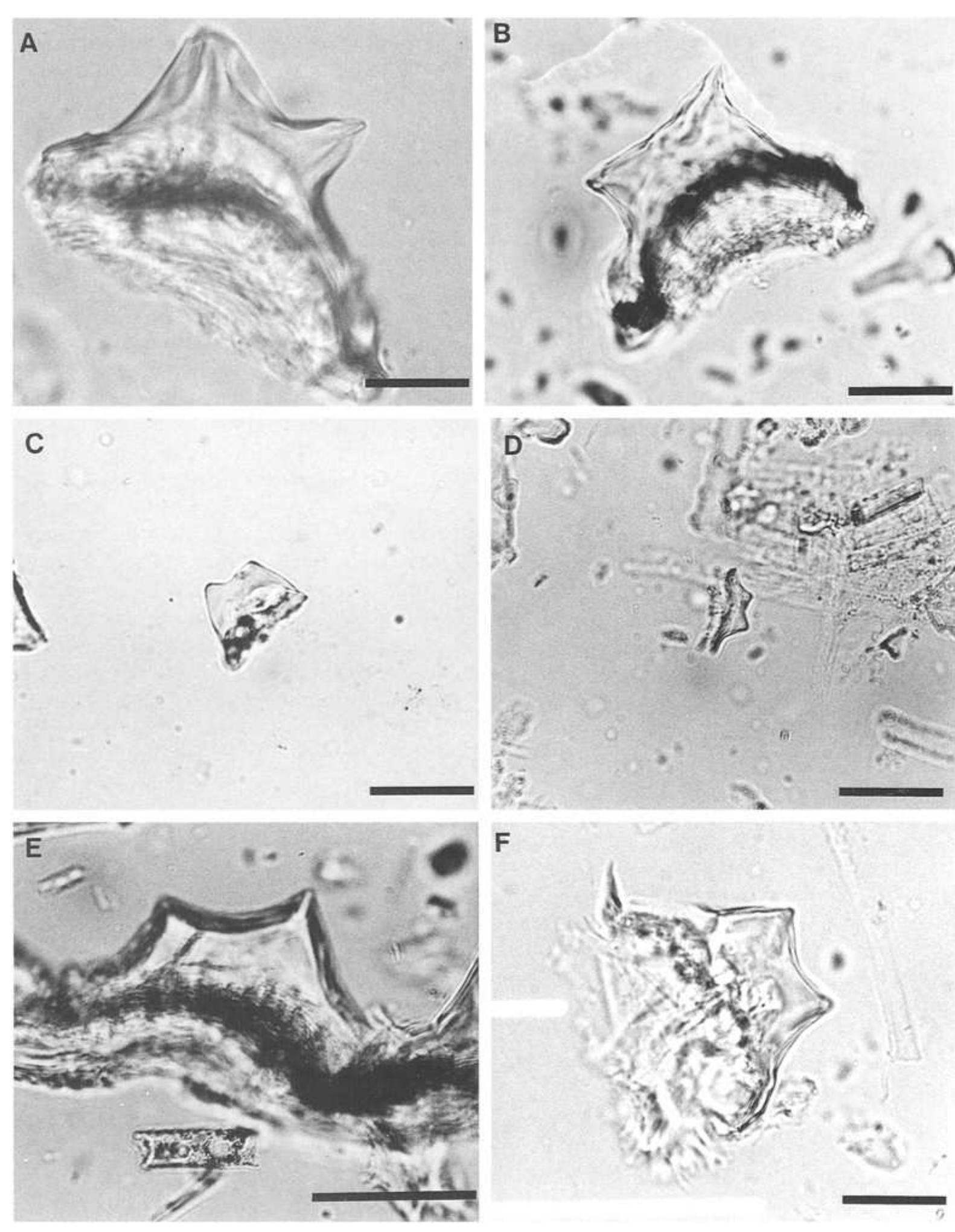 Figure 1 - from Distinguishing rice (Oryza sativa poaceae)