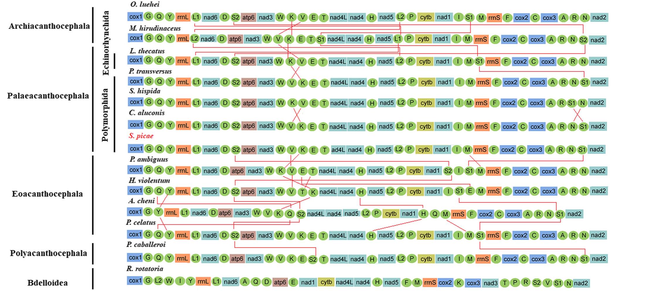 The trnas are labelled by a single-letter code for the