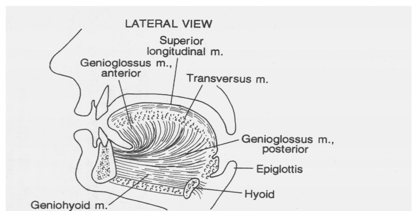 6 extrinsic muscles of the tongue (lateral view). hyoglossus