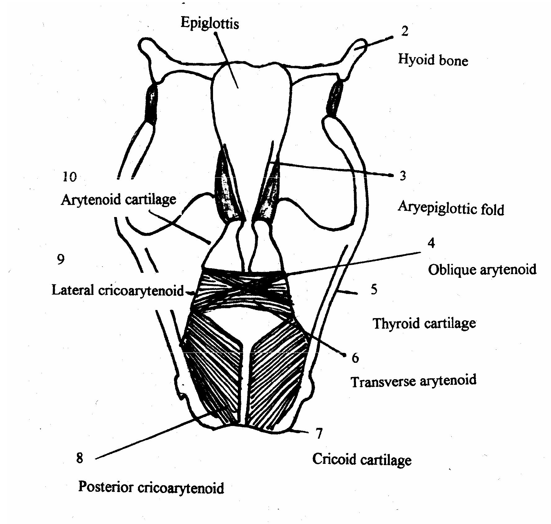 10 posterior view of the larynx. (illustration maria