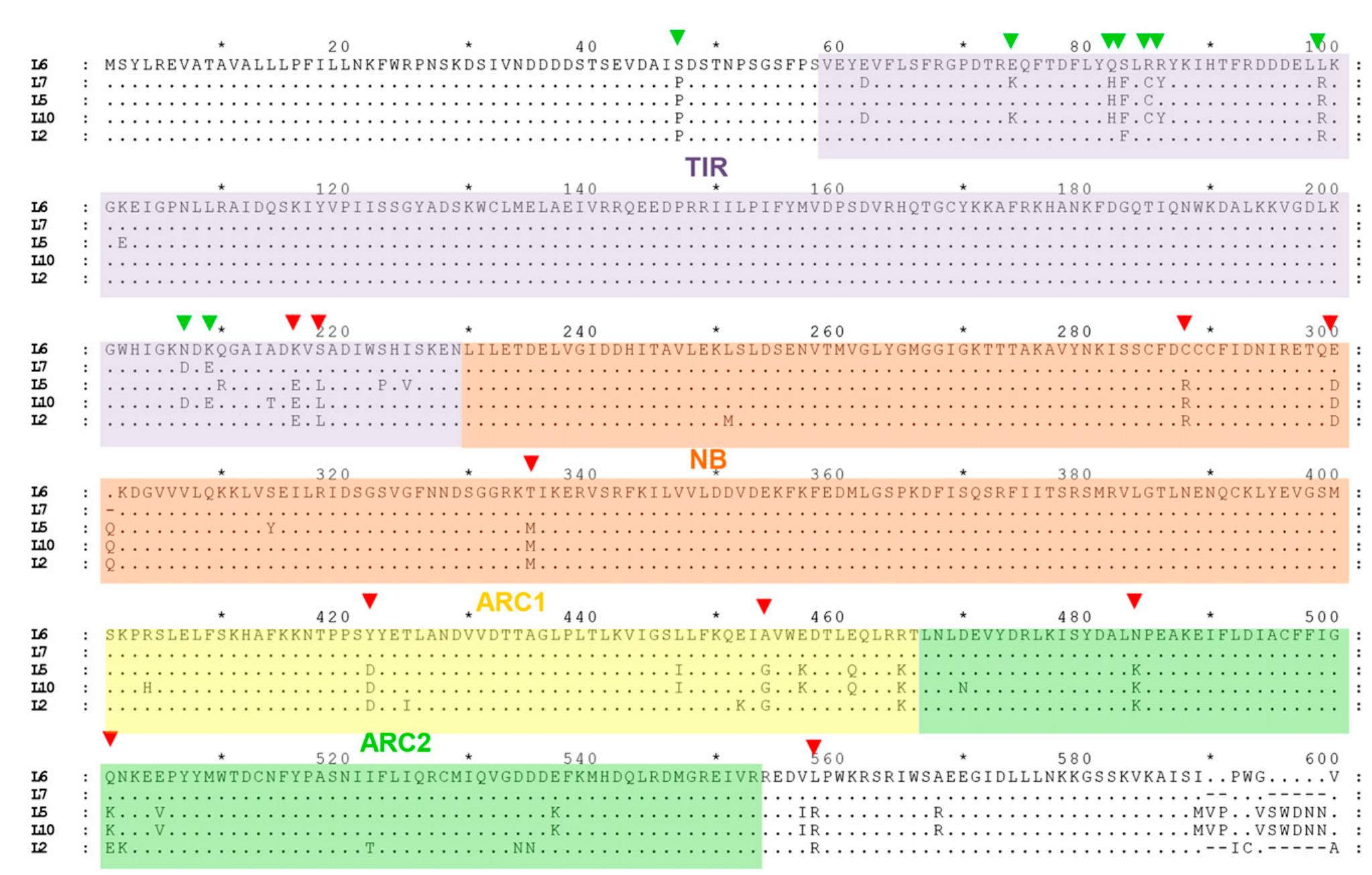Sequence alignment of tir and nb-arc domains of l proteins