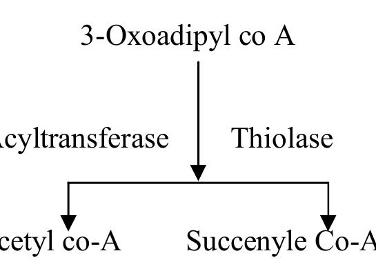 Flow chart of anaerobic degradation pathway for phenol