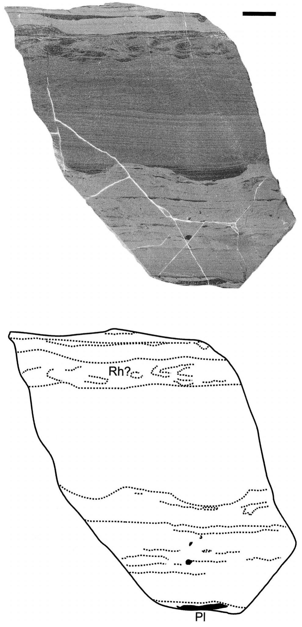 —polished section and schematic tracing of slab with a