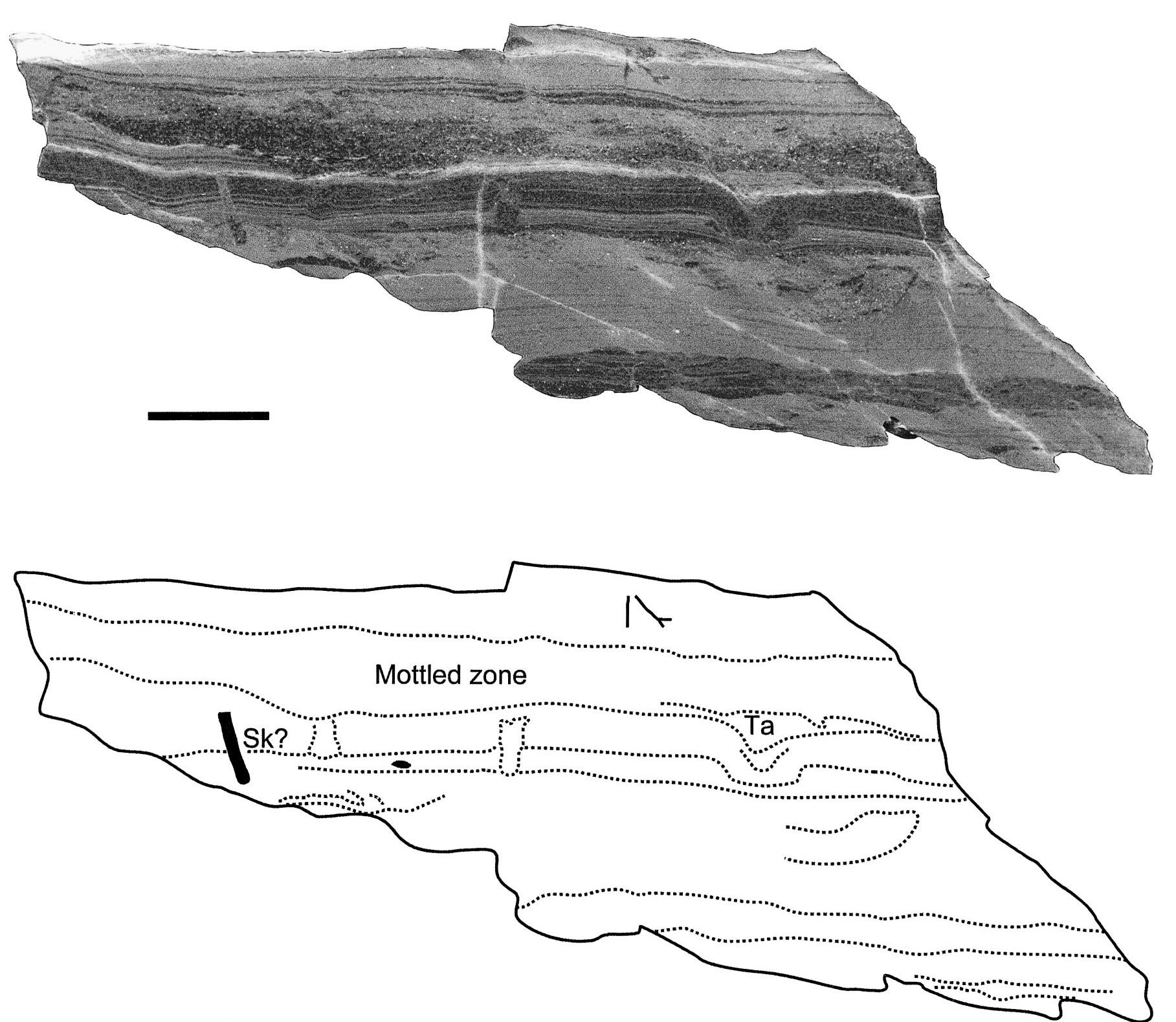 —polished section and schematic tracing of ichnofabric from